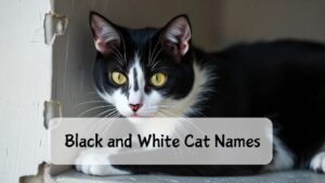 500+ Black and White Cat Names for Your Two-Toned Buddy