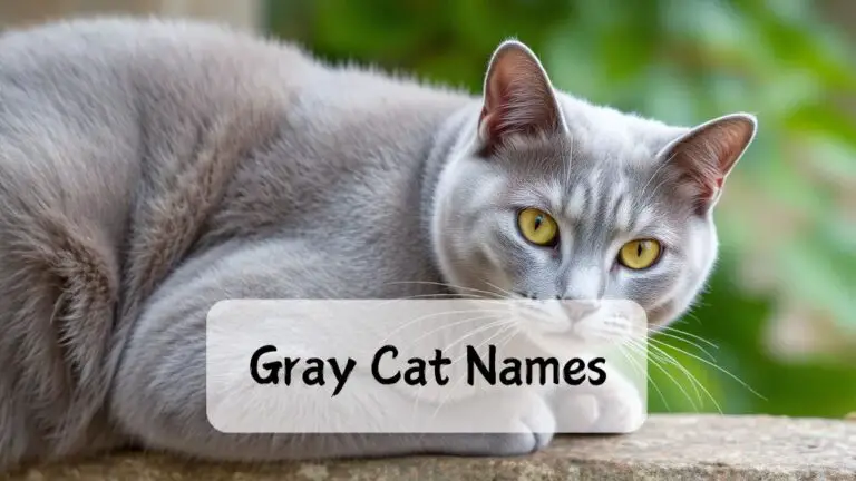 650+ Gray Cat Names to Naming Your Gray Kitten (With Tons of Options!)