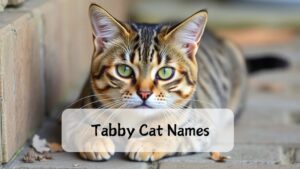 550+ Tabby Cat Names That'll Make Your Kitty (and You!) Smile