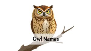 650+ Owl Names (Magical, Cute, and Powerful Choices)