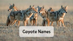 675+ Coyote Names for Wild Canines with Meanings & Origins