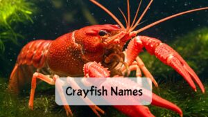 675+ Crayfish Names (Creative, Cute, and Funny Ideas)