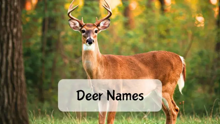 600+ Deer Names (Creative, Cute, & Mythical Names)