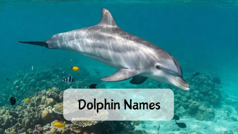 700+ Dolphin Names (Creative, Cute, and Cool Ideas)