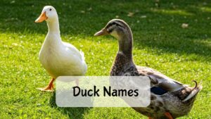 600+ Duck Names (Cute, Funny, and Unique Ideas)