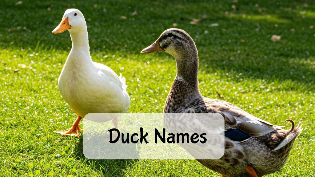 600+ Duck Names (Cute, Funny, and Unique Ideas)