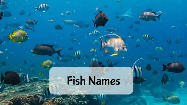 600+ Fish Names (Creative, Cute and Cool Options for Your Aquatic Friends)