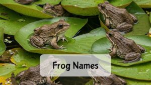 750+ Frog Names (Adorable, Funny & Unique Ideas)
