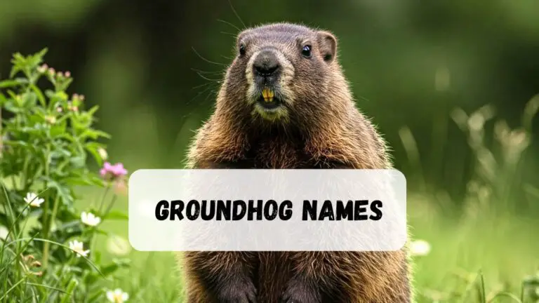 600+ Groundhog Names (Cute, Funny & Famous Options)