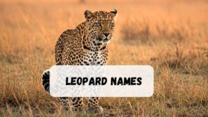 600+ Leopard Names (Fierce, Cute & Powerful Ideas)