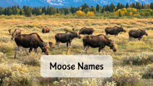 675+ Moose Names (Creative, Cute, Badass & Funny Ideas)
