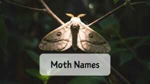 800+ Moth Names (Beautiful, Exotic, and Unusual Ideas)
