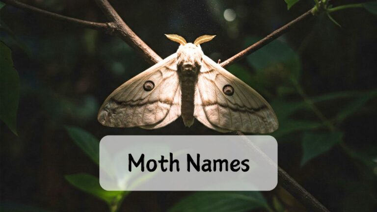 800+ Moth Names (Beautiful, Exotic, and Unusual Ideas)