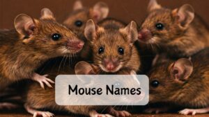 400+ Mouse Names (From Cute to Clever)