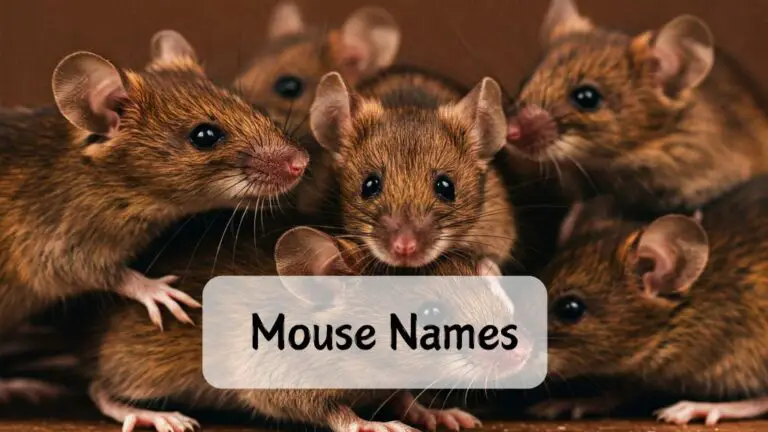 400+ Mouse Names (From Cute to Clever)