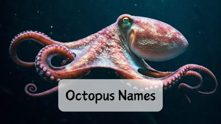 500+ Octopus Names from Cute to Mythical