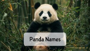 900+ Panda Names (Cute, Funny & Creative Ideas)