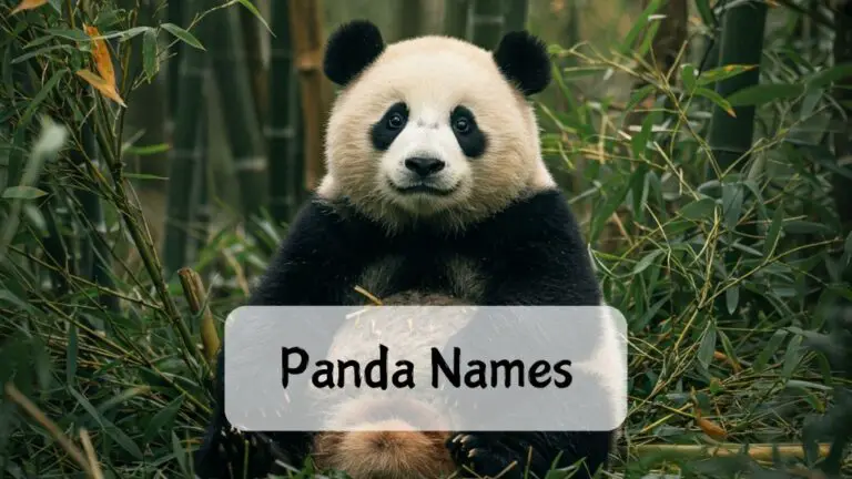 900+ Panda Names (Cute, Funny & Creative Ideas)