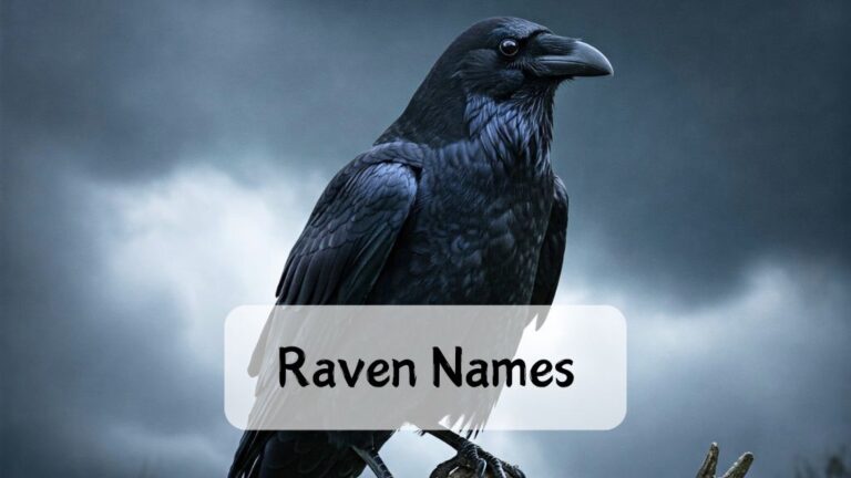 600+ Raven Names (Mythical, Cute, and Badass Options)