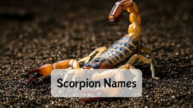 800+ Scorpion Names (Cool, Funny, and Unique Ideas)