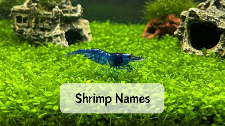 850+ Shrimp Names for Your Aquatic Pets