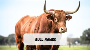 600+ Bull Names (Strong, Cute & Funny Ideas)