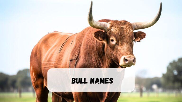 600+ Bull Names (Strong, Cute & Funny Ideas)