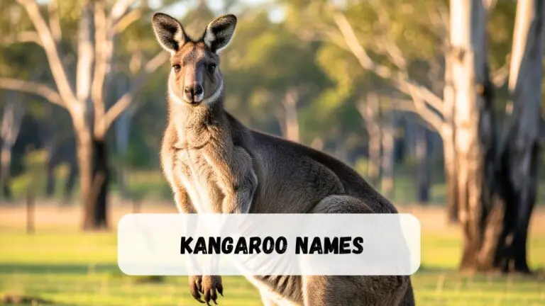 600+ Kangaroo Names (Funny, Cool & Unique Options)