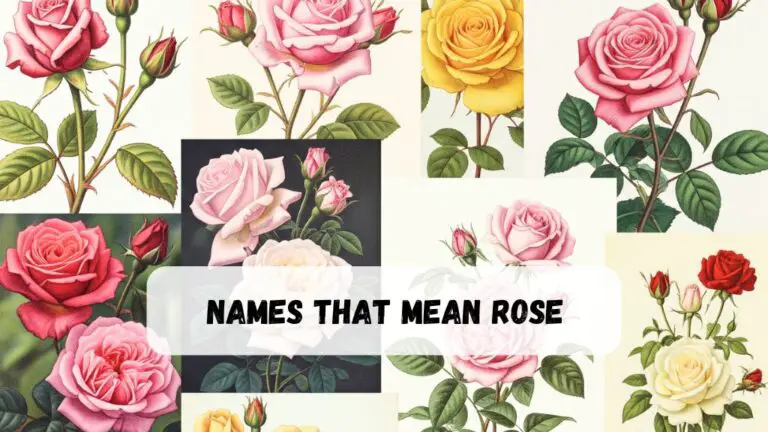 300+ Names That Mean Rose for Girls, Boys, and Unisex Options
