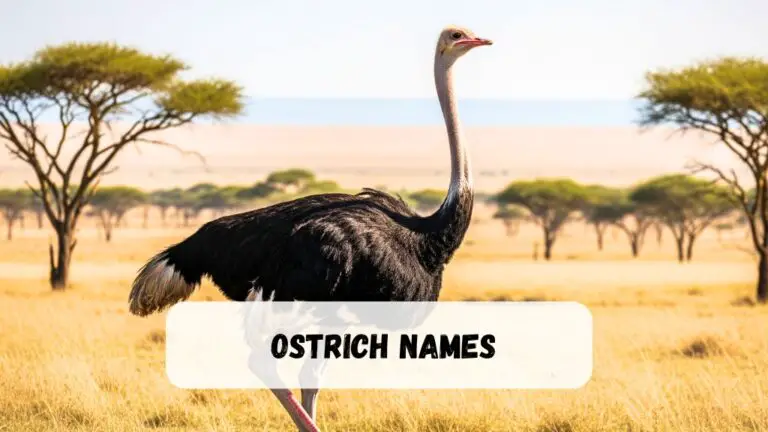 650+ Ostrich Names (Best Cute, Cool & Unique Names)