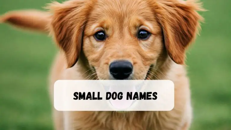 400+ Small Dog Names for Your Tiny Companion