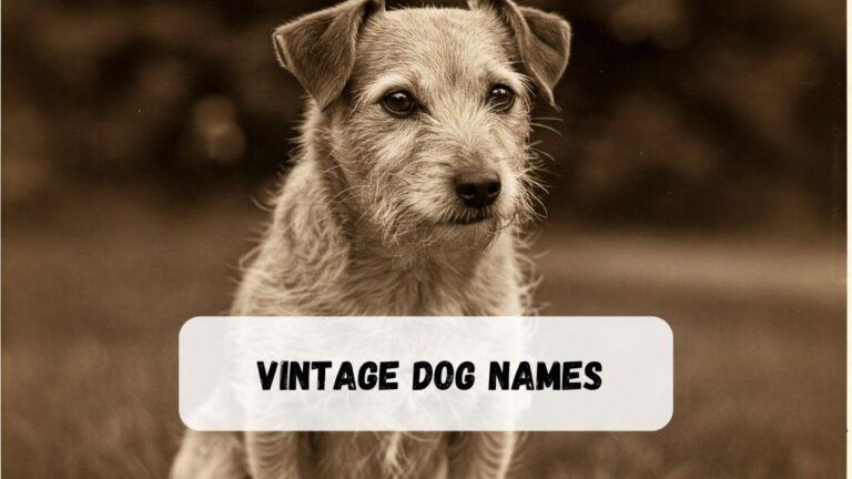 360+ Vintage Dog Names That Never Go Out of Style