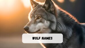 600+ Wolf Names (Powerful, Mystical, and Meaningful Names)
