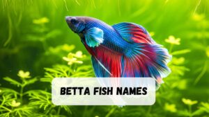 500+ Betta Fish Names (Funny, Unique & Beautiful Ideas)