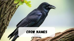 600+ Crow Names (Inspired by Mythology, Culture, and Pop Culture)
