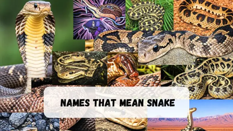 360+ Names That Mean Snake with Mystical Origins and Beautiful Meanings