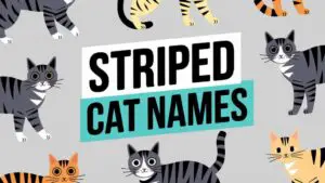 200+ Striped Cat Names for Your Tabby, Bengal, or Tiger-Striped Feline ...