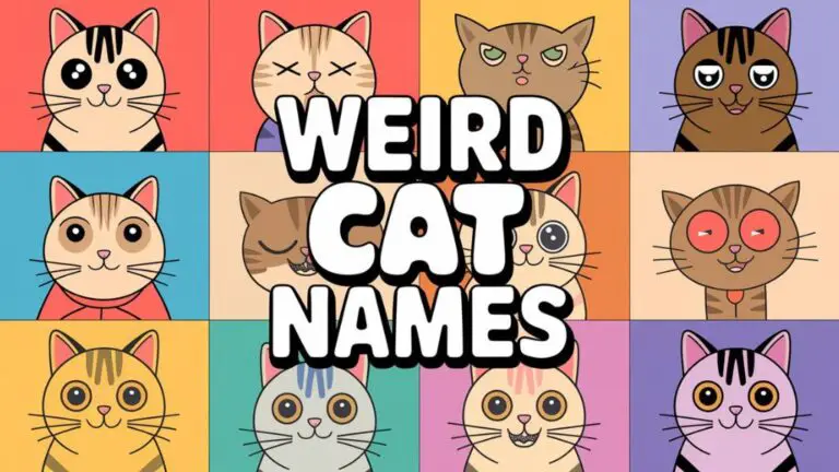300+ Weird Cat Names That Match Your Cat's Crazy Personality