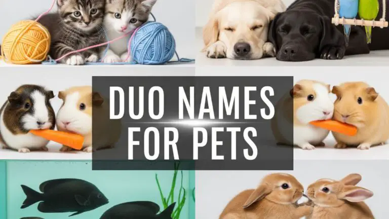 300+ Duo Names for Pets (from Classic to Modern Combinations)